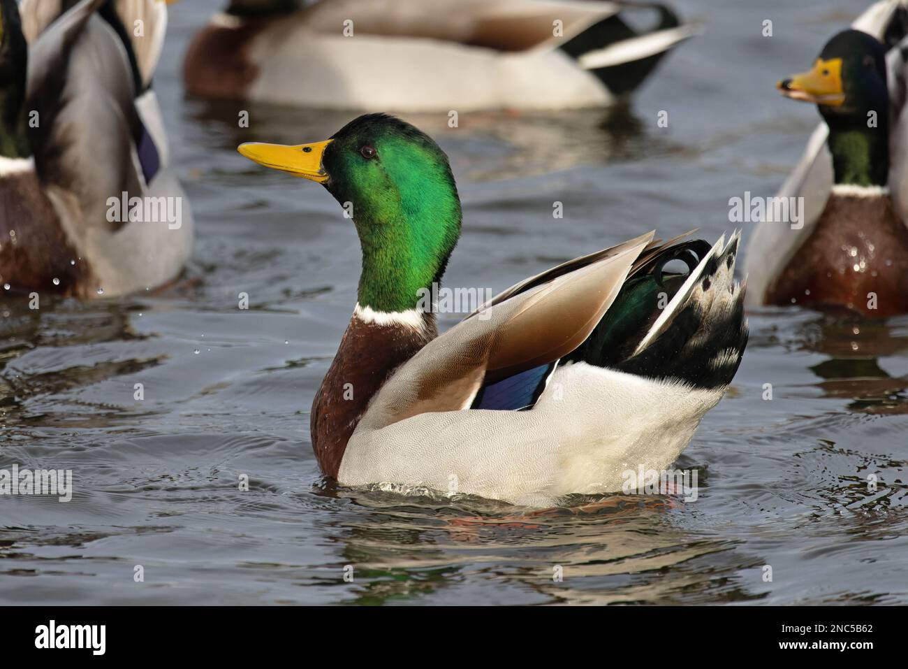 Mallard (Anas platyrhynchos) displaying Norfolk UK GB January 2023 ...