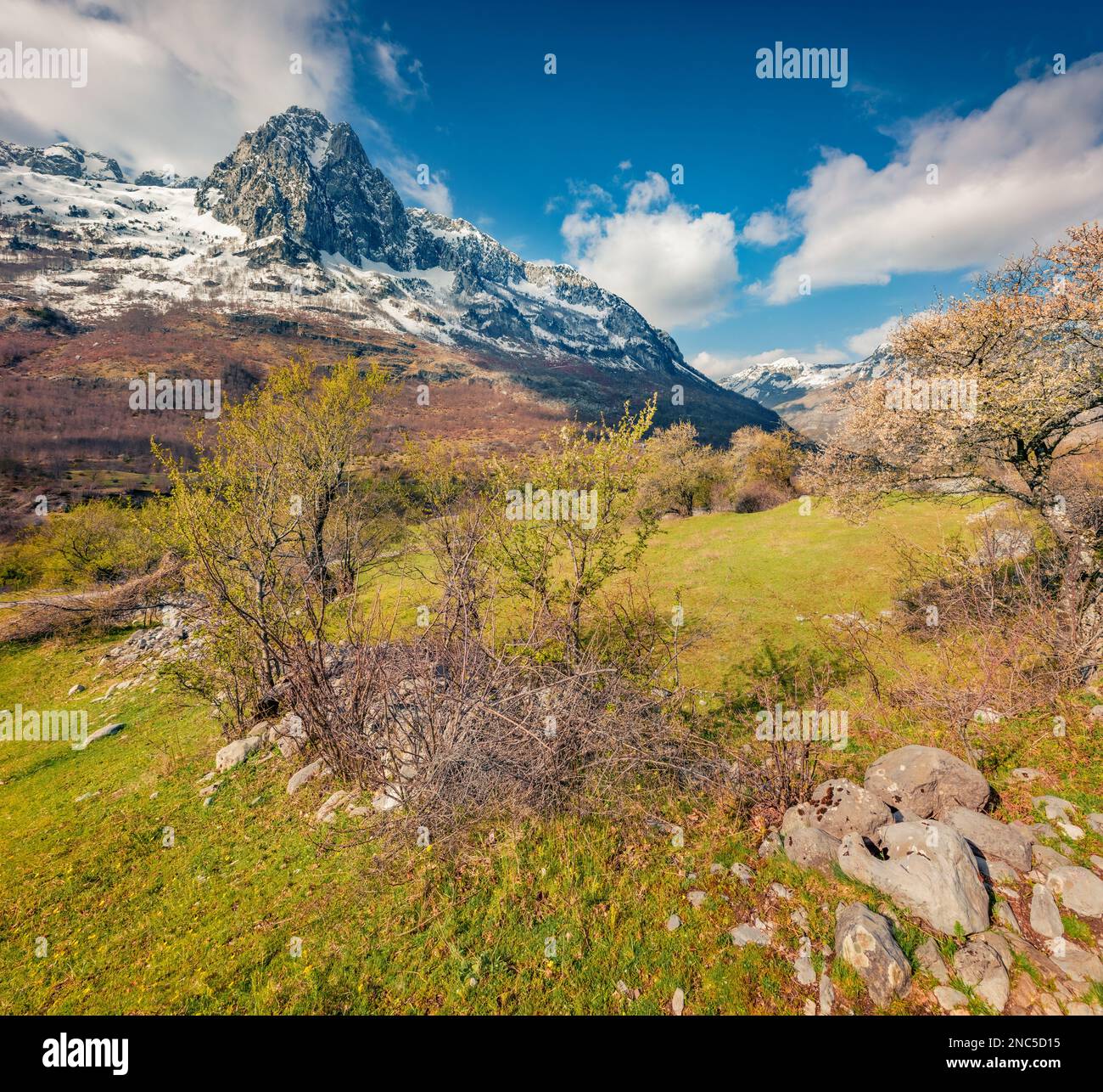 National flower of albania hi-res stock photography and images - Alamy