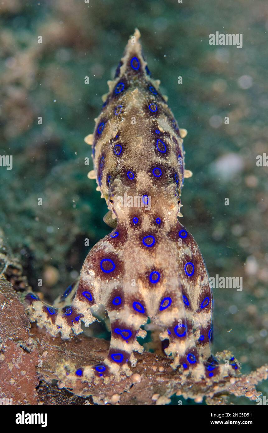 Blue-ringed Octopus, Hapalochlaena sp, warning with blue spots, Joleha ...