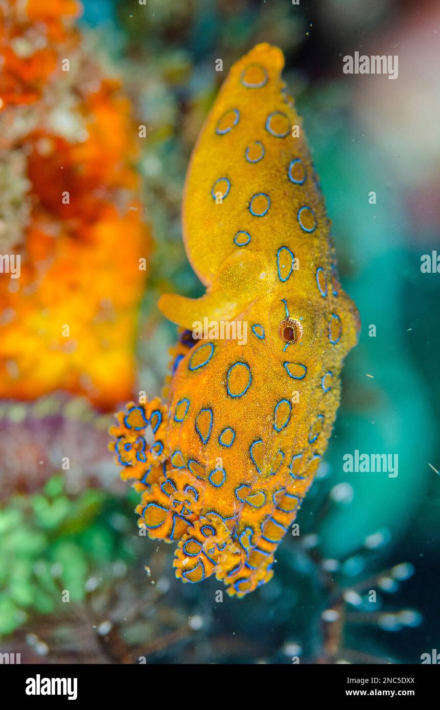 Blue-ringed Octopus, Hapalochlaena sp, swimming, Makawide Slope dive ...