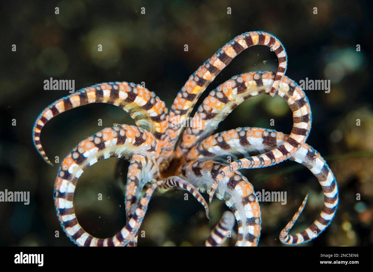 Wunderpus Octopus, Octopus photogenicus, tentacles from underside ...