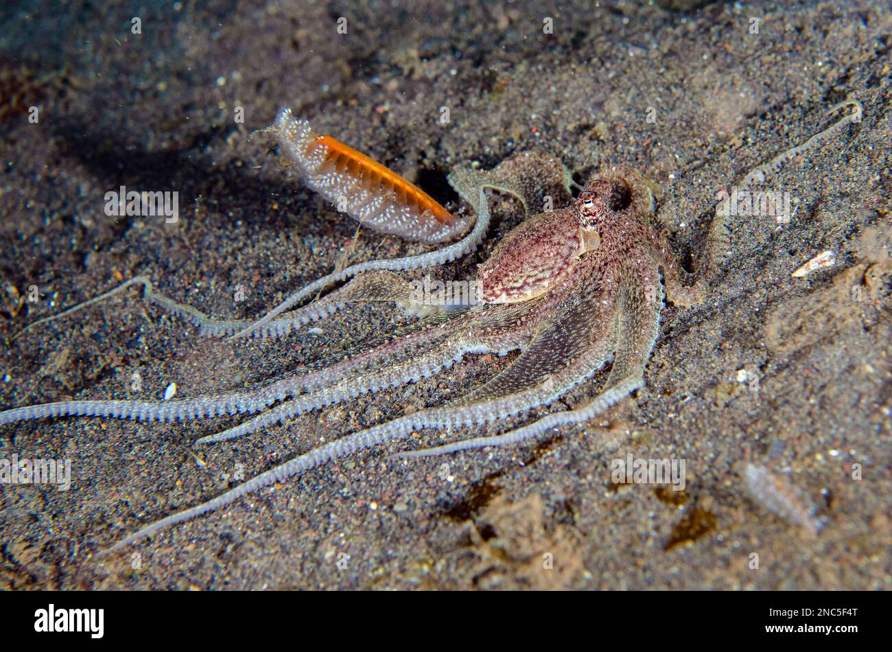 White-V Octopus, Abdopus sp, hunting next to Sea Pen, Virgularia sp ...