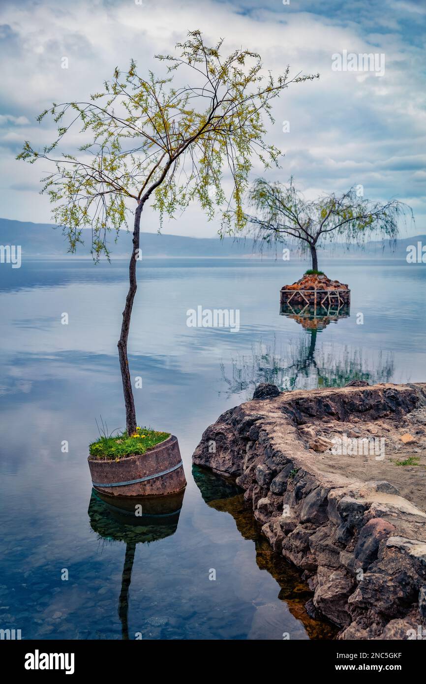 Two willow trees among the water of Ohrid lake. Splendid morning scene ...