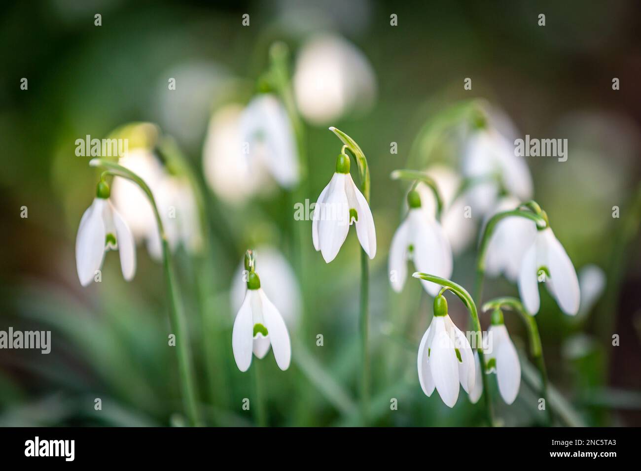 Pretty snowdrop flowers in the February sunshine, with a shallow depth ...