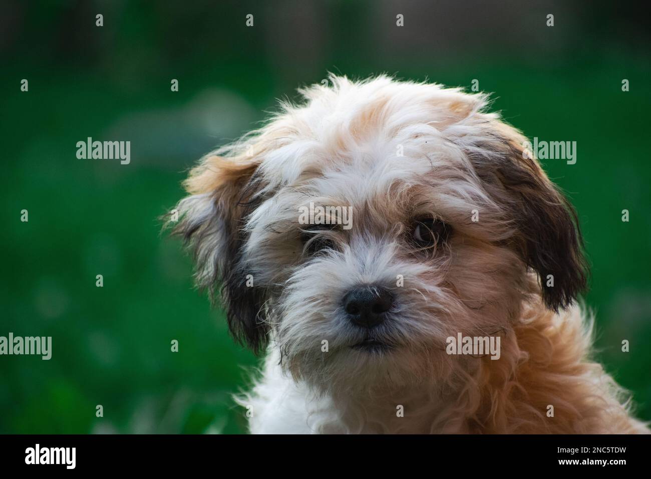 Zuchon dog hi-res stock photography and images - Alamy