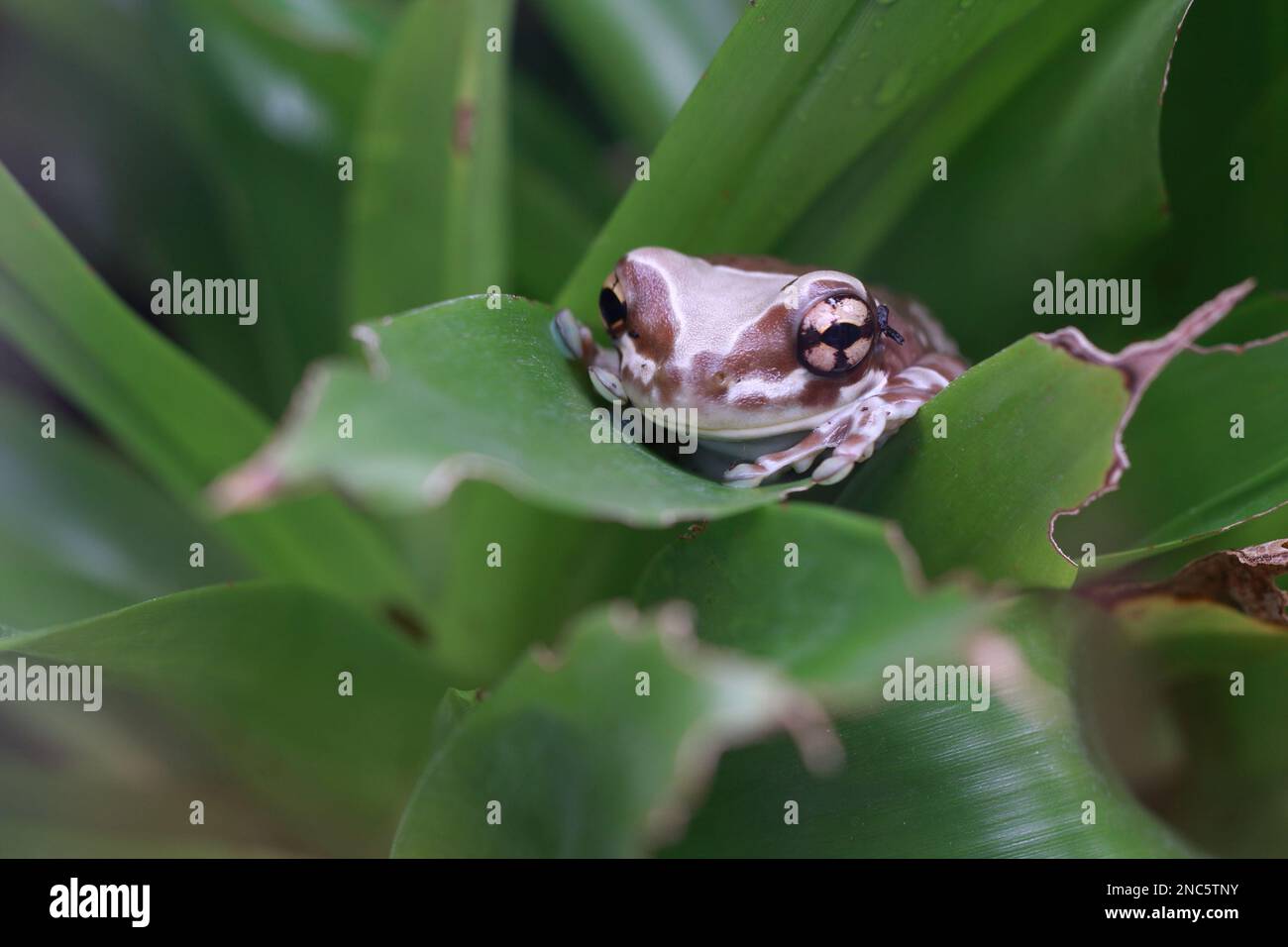Mission golden-eyed tree frog or amazon milk frog in the jungle Stock ...
