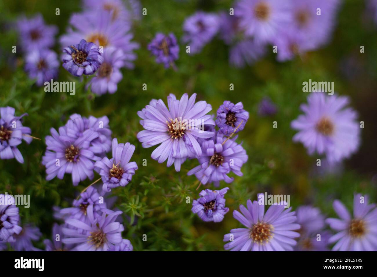 Purple flowers. Garden plants. Petals in small flowers. Beautiful color ...
