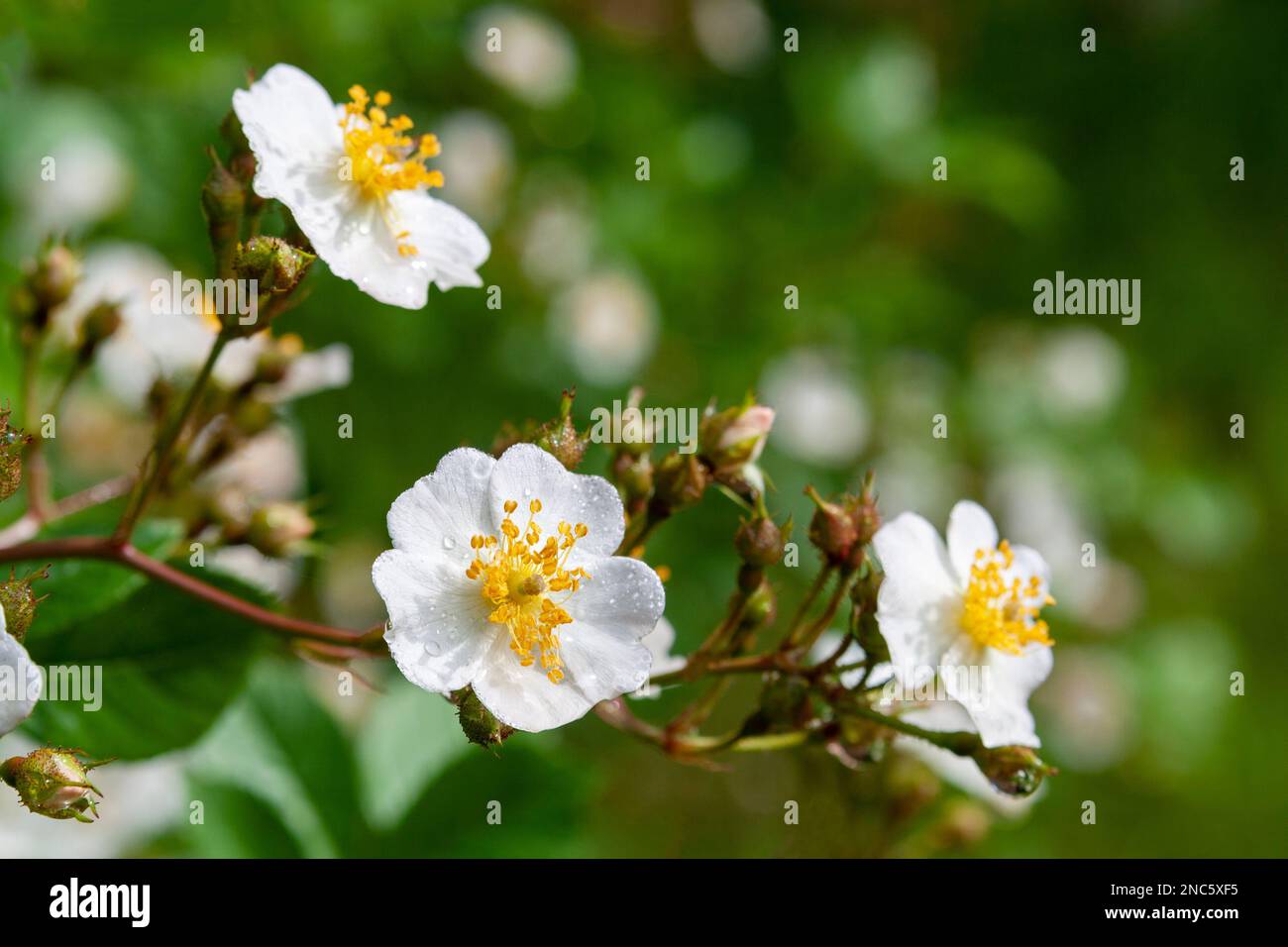 Cottage Gardens, rural garden, rose flowers, Poland Stock Photo - Alamy