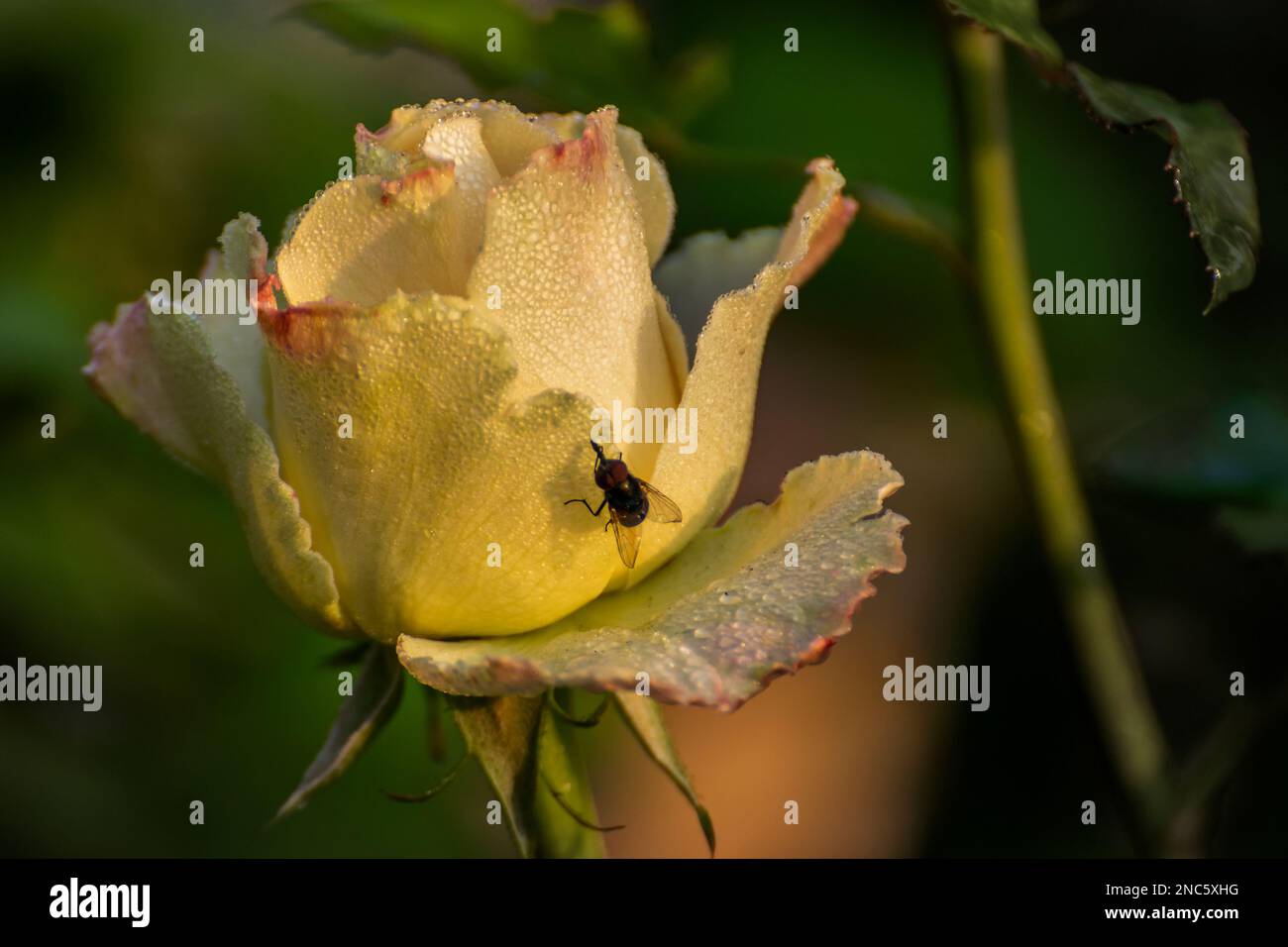 Dew drops on the petals of yellow budding rose, flower of the woody ...
