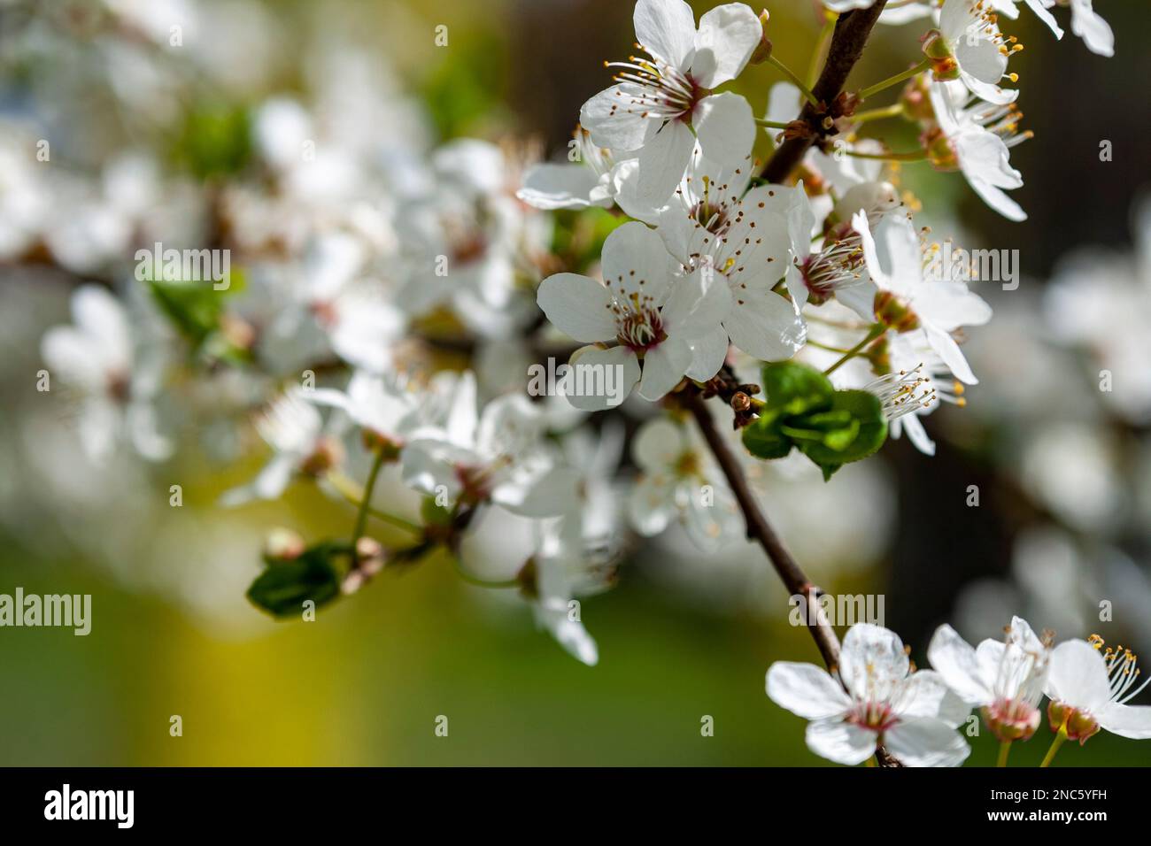 Cottage gardens hi-res stock photography and images - Alamy