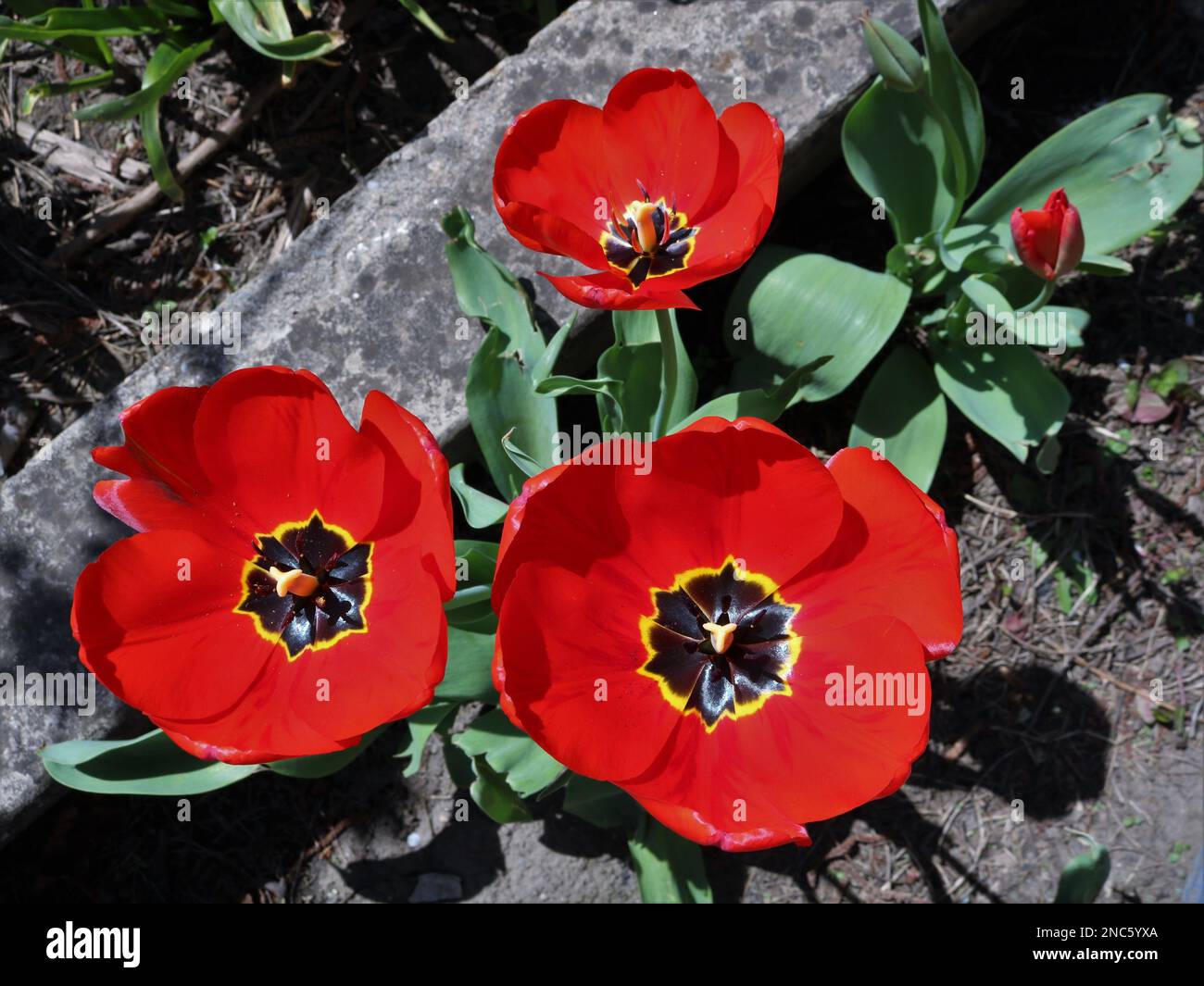 three red bright fully bloomed tulips in a garden or park flower bed in ...