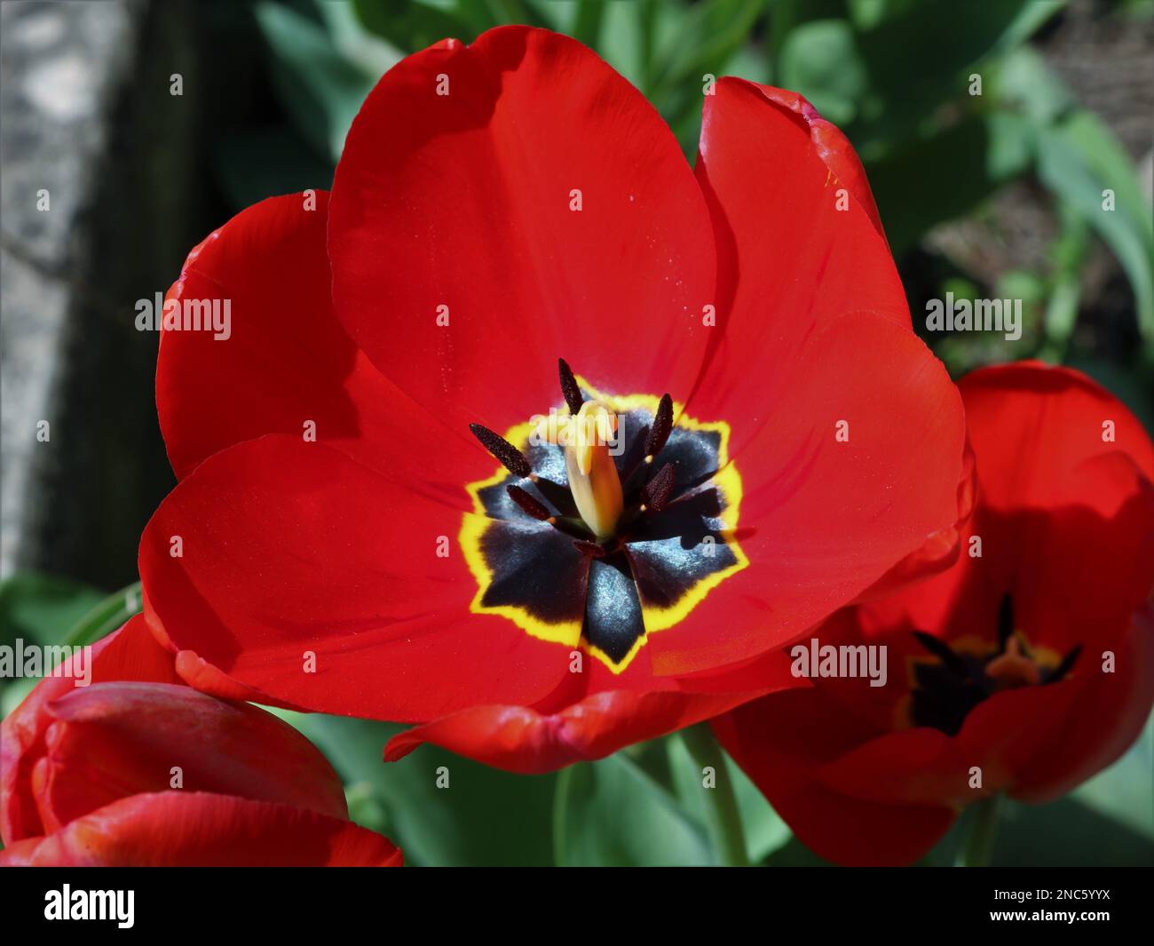macro view of a red tulip in natural sunlight with details of stamens and pistil in the ...