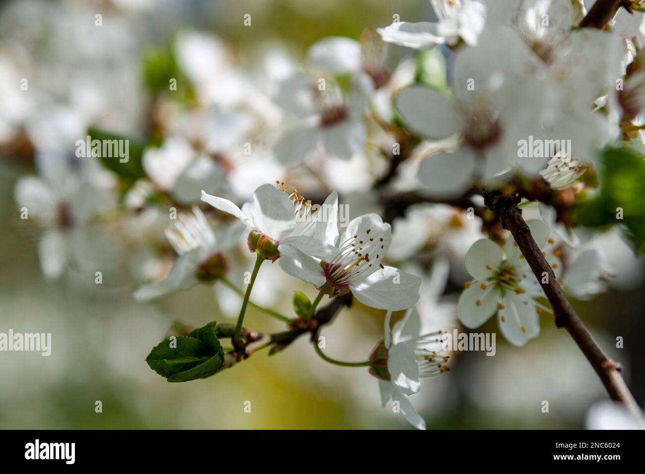 Cottage Gardens, plum tree flowers, Poland Stock Photo - Alamy