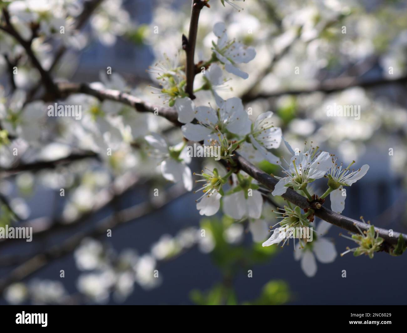 branches of a flowering tree on a defocused background of a tree in a ...