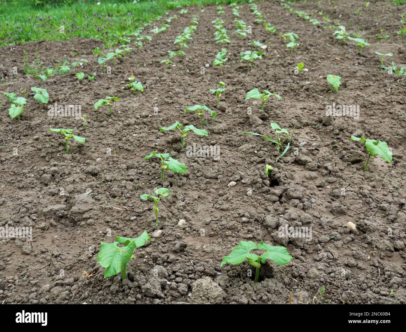 rustic vegetable garden agricultural background with rows of young ...