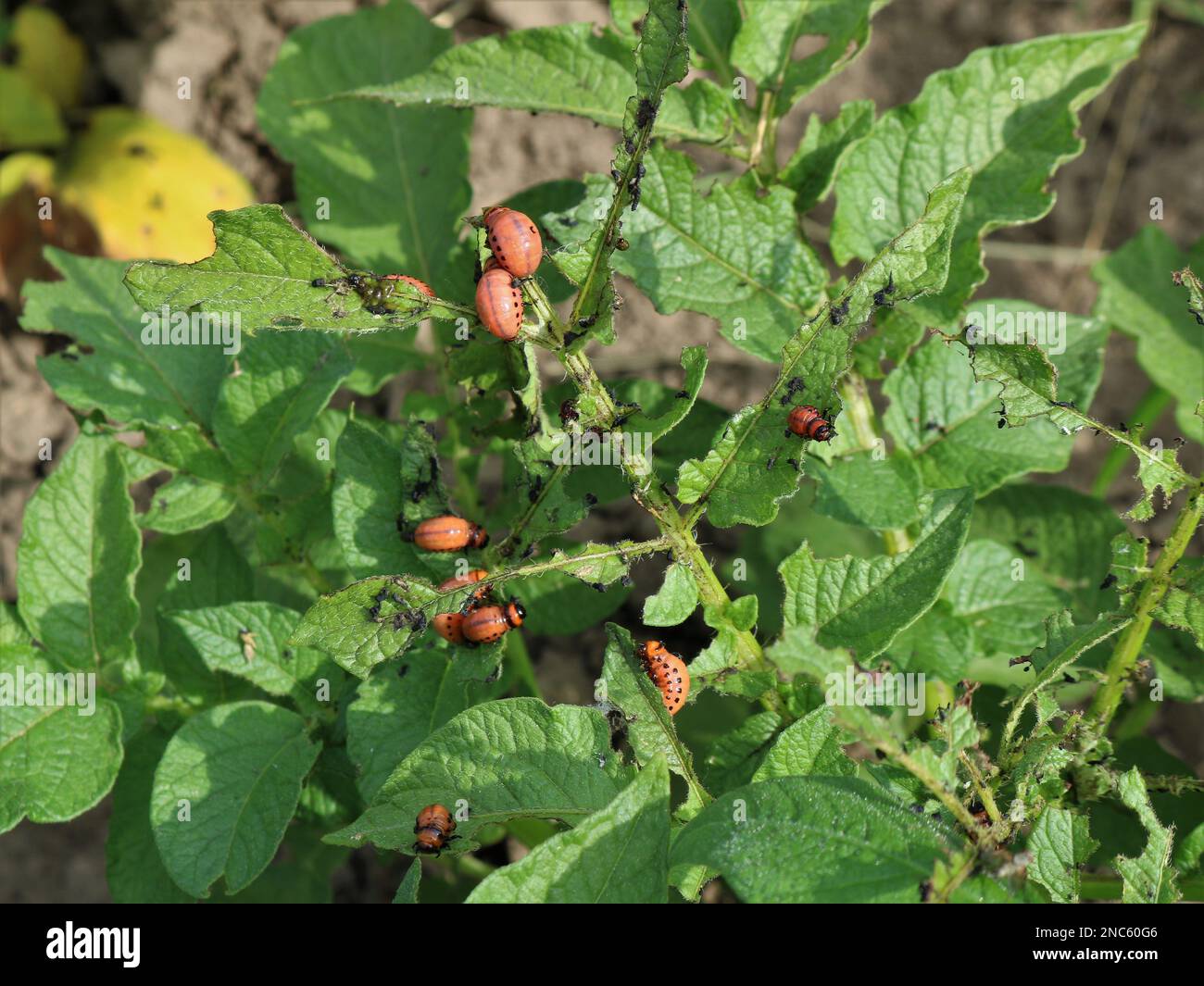 Insect pests field vegetable crops hi-res stock photography and images ...