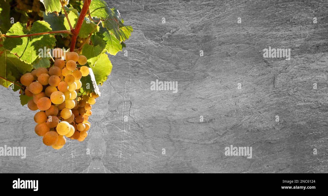 White wine grapes isolated on slate texture as background, concept for ...