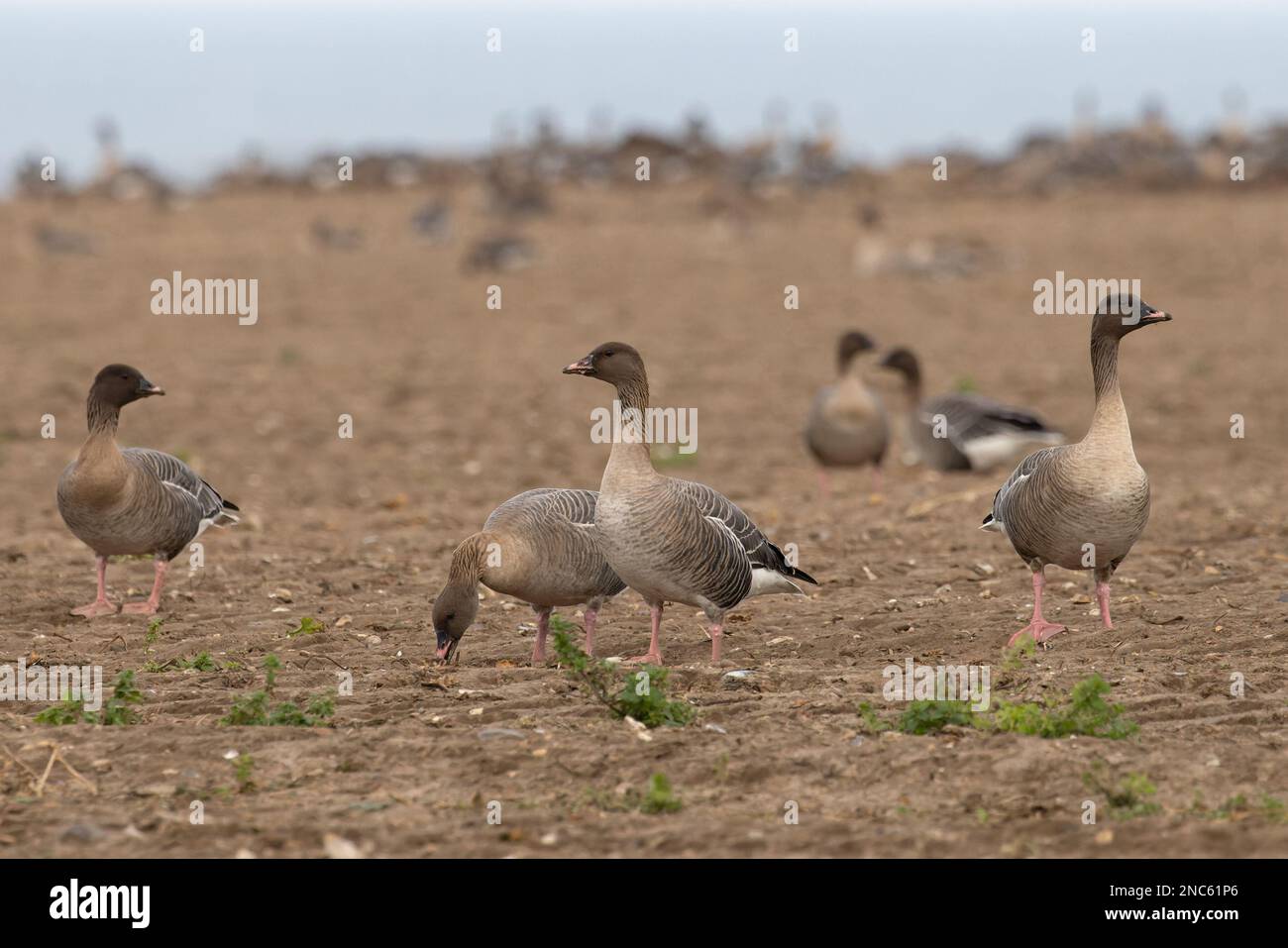 Pink-footed Goose (Anser barchyrhynchus) feeding in muddy field on ...