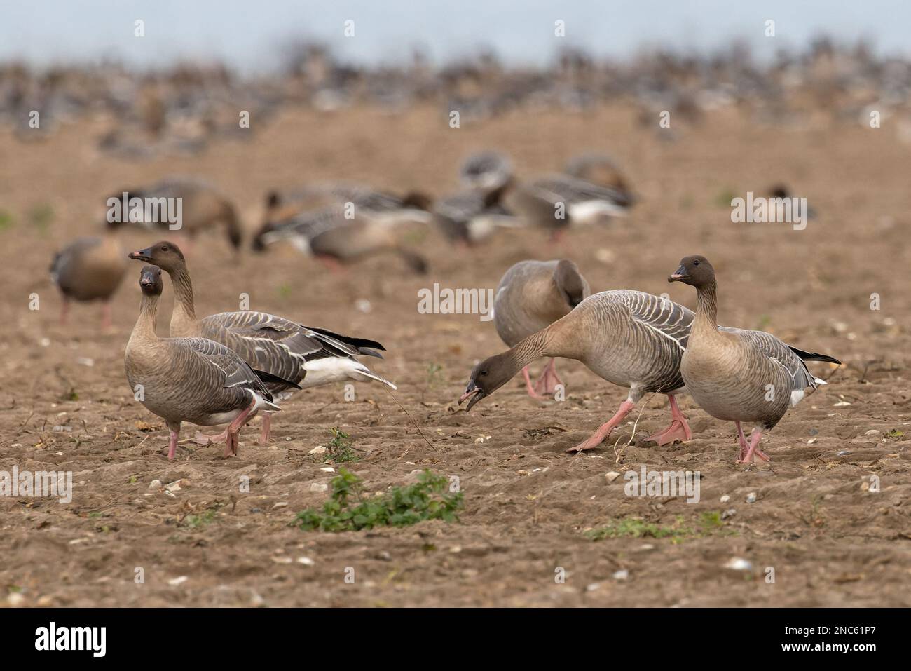 Pink-footed Goose (Anser barchyrhynchus) feeding in muddy field on ...