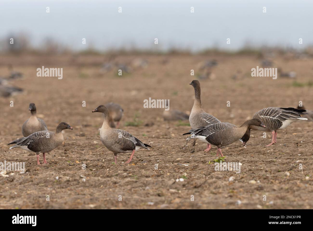 Pink footed group hi-res stock photography and images - Alamy