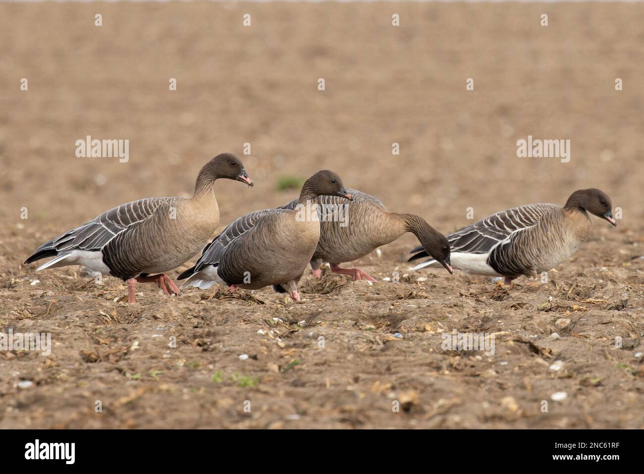 Pink-footed Goose (Anser barchyrhynchus) feeding in muddy field on ...