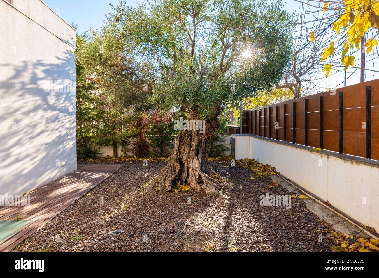 Centuries-old tree with a wide crown and strong powerful roots alone in ...
