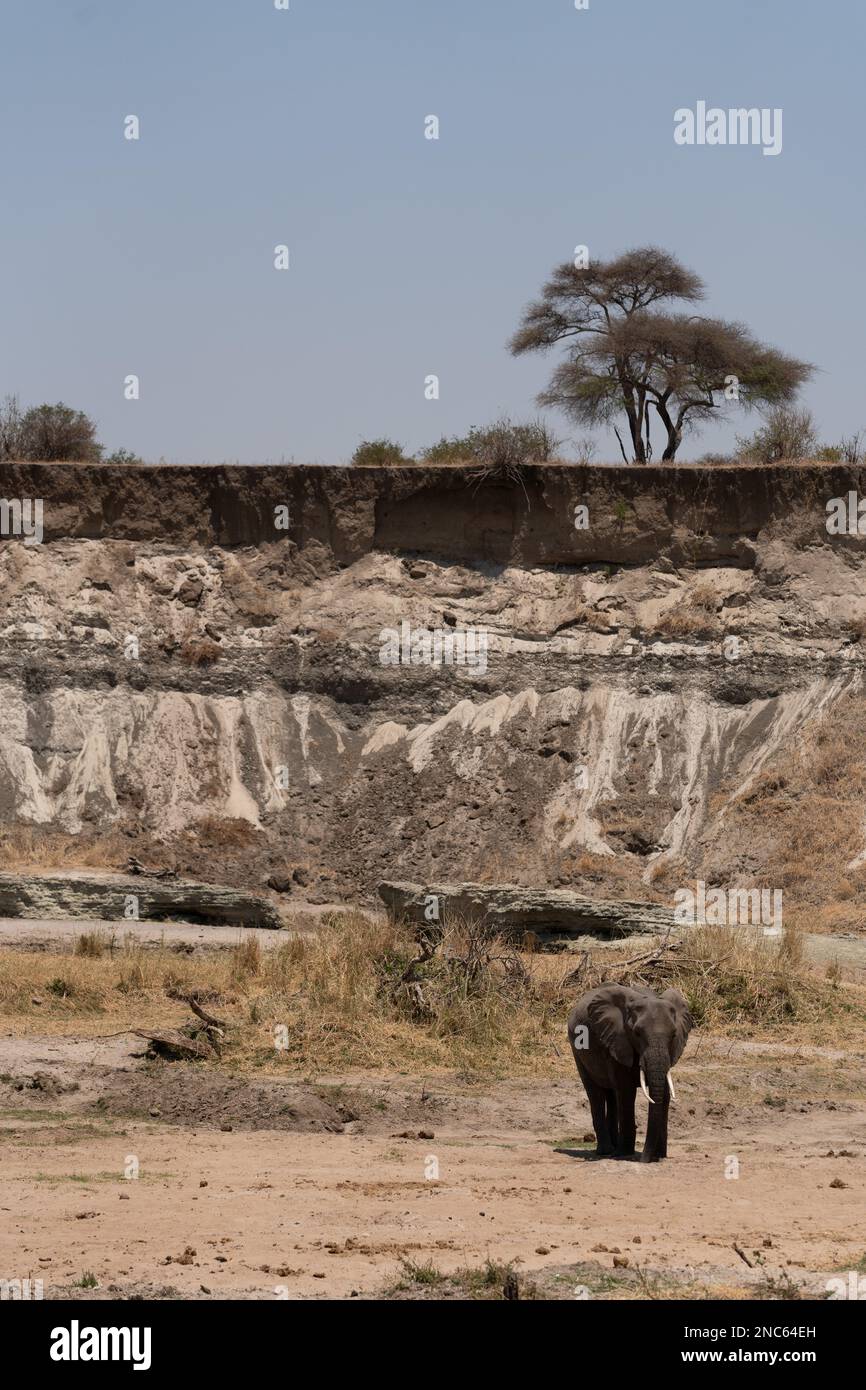 An African elephant in a distance walking in the desert with wild trees ...