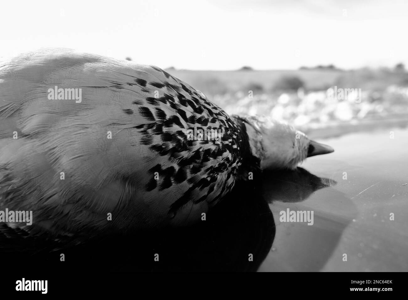 A grayscale closeup of a Domestic pigeon lying on reflecting surface ...