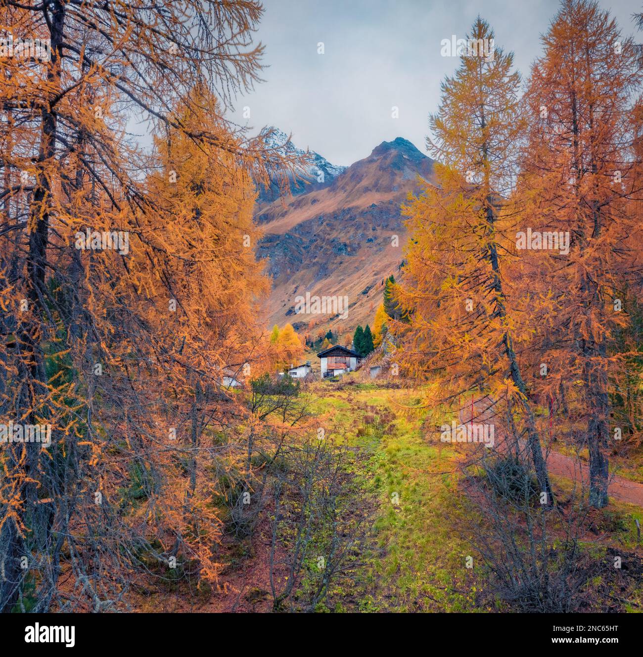 Amazing forest larch coniferous trees hi-res stock photography and ...