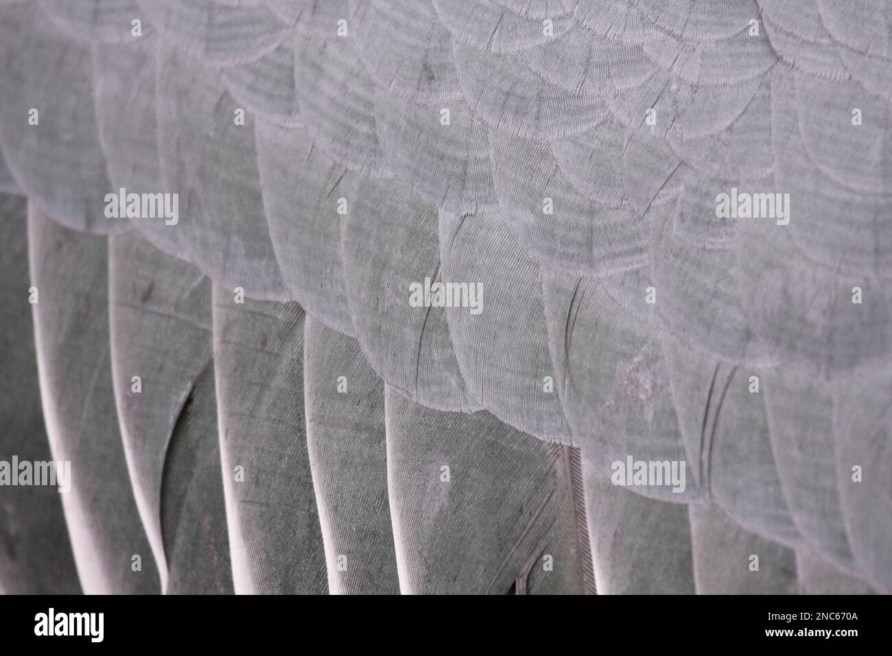 beautiful Feather structure of a bird plumage Stock Photo - Alamy
