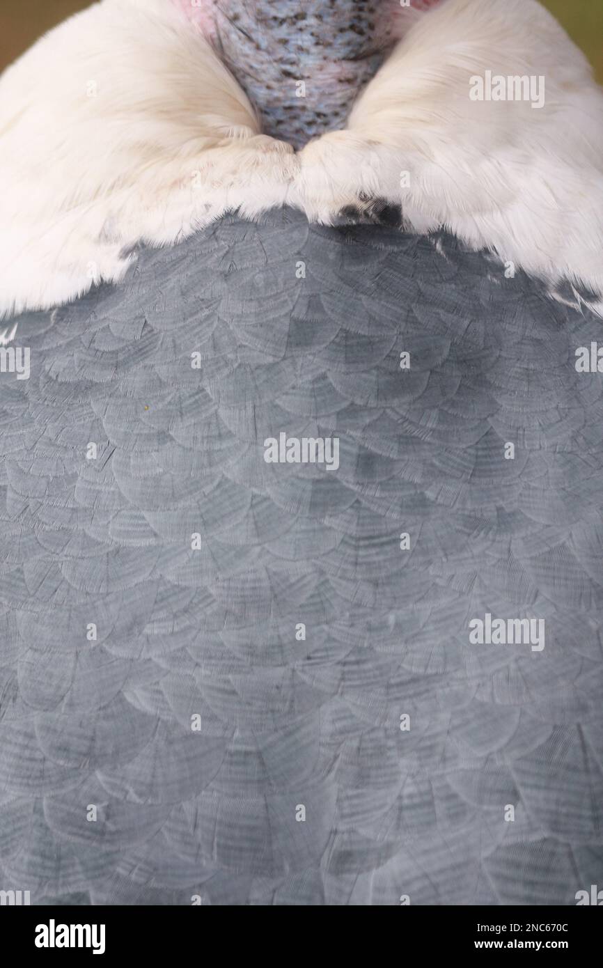 beautiful Feather structure of a bird plumage Stock Photo - Alamy