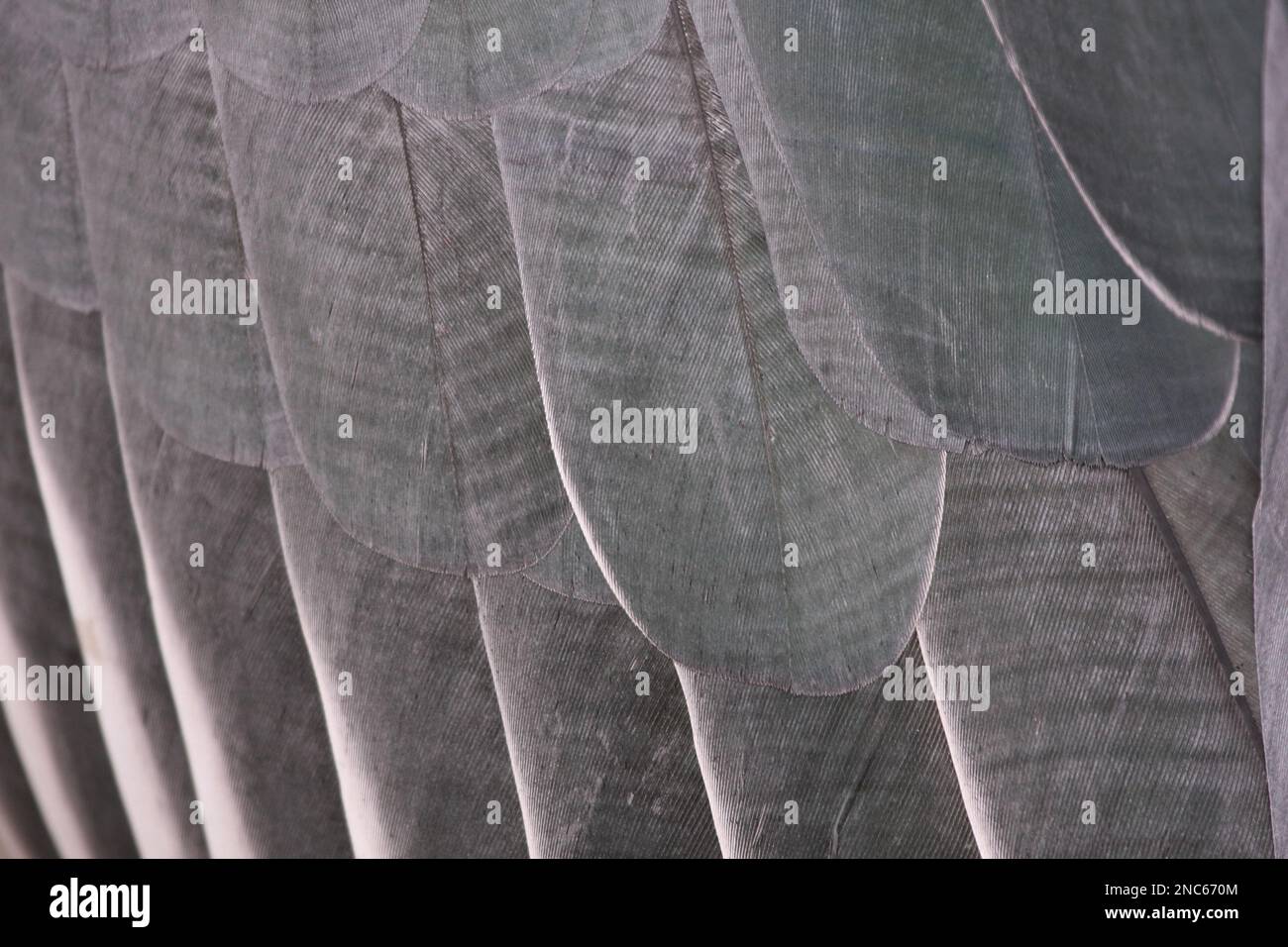 beautiful Feather structure of a bird plumage Stock Photo - Alamy