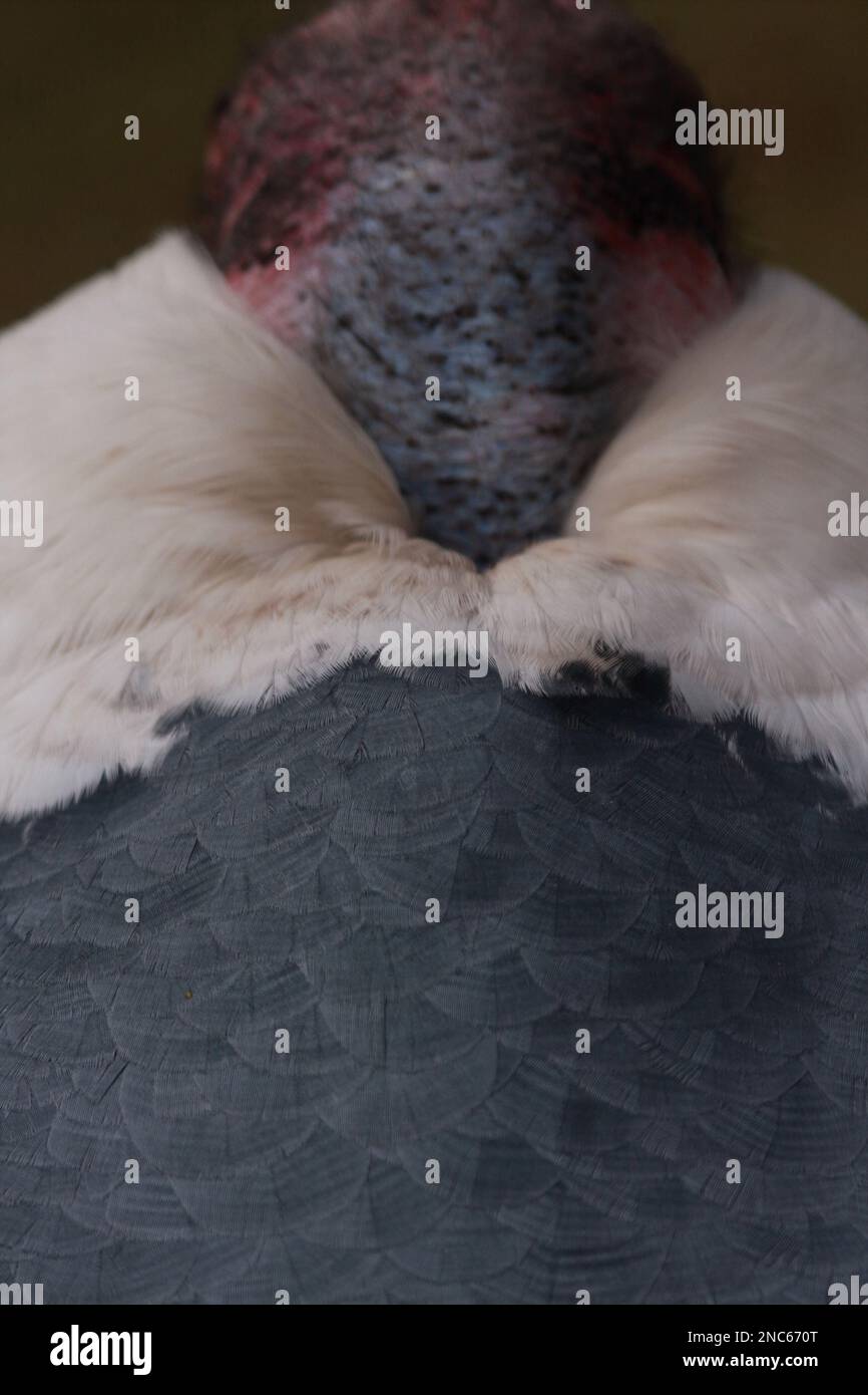 beautiful Feather structure of a bird plumage Stock Photo - Alamy