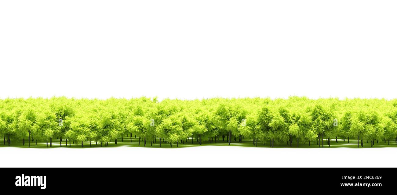 forest line, trees in the forest with grass and fallen leaves, isolated ...