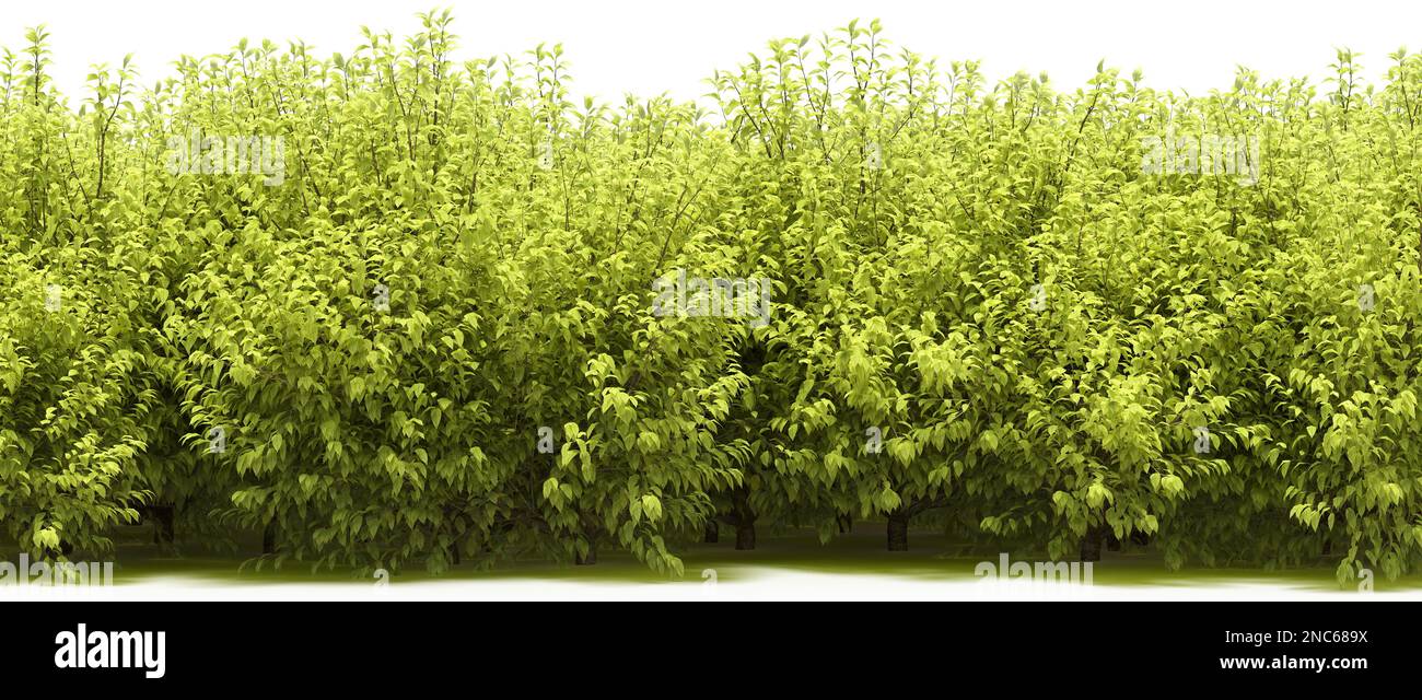 forest line, trees in the forest with grass and fallen leaves, isolated ...