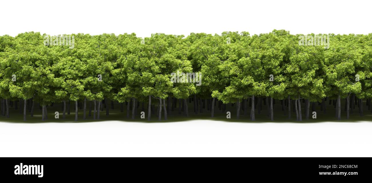 forest line, trees in the forest with grass and fallen leaves, isolated ...