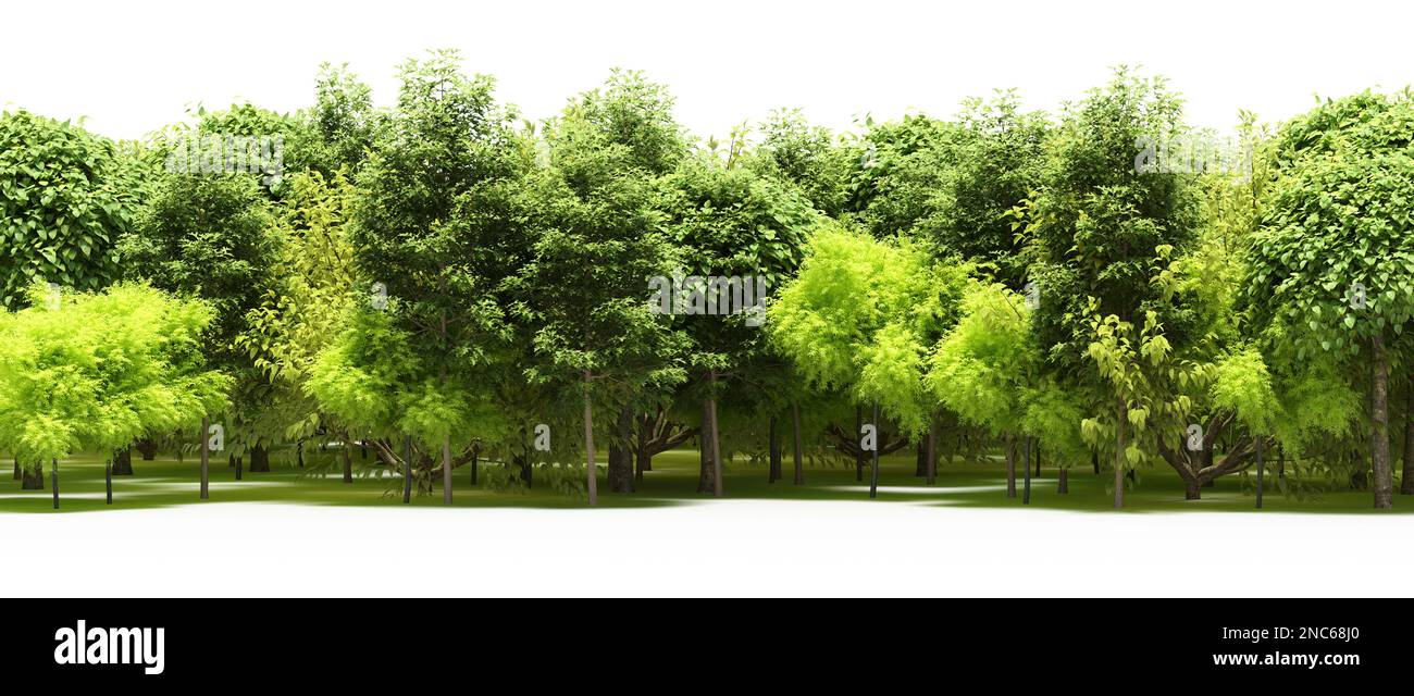 forest line, trees in the forest with grass and fallen leaves, isolated ...