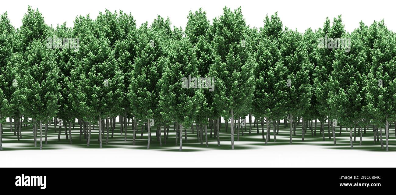 forest line, trees in the forest with grass and fallen leaves, isolated ...