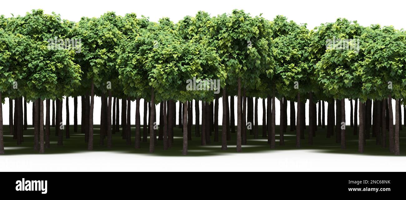 forest line, trees in the forest with grass and fallen leaves, isolated ...