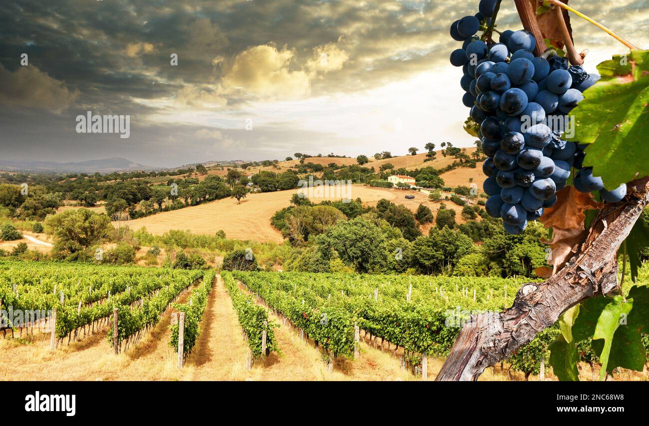 Vineyards with grapevine and hilly tuscan landscape near winery along Chianti wine road in the ...