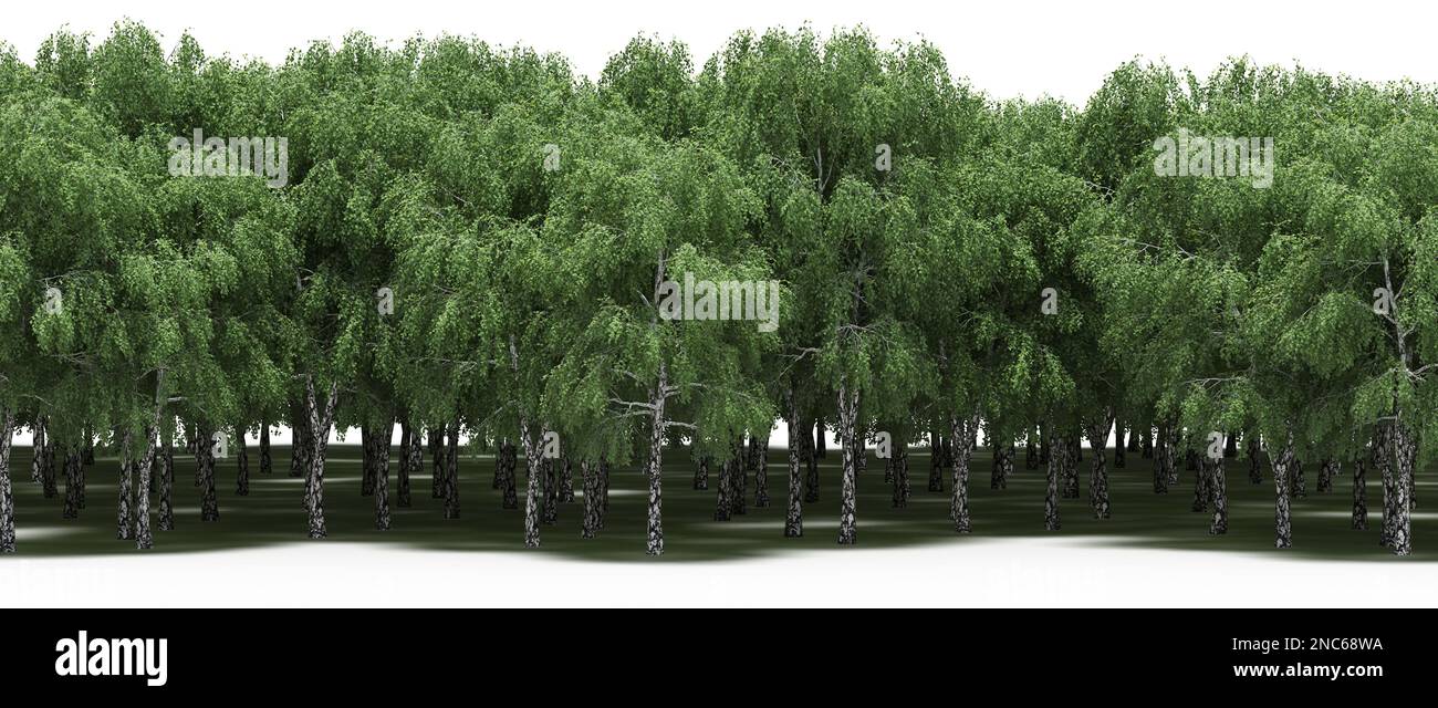 forest line, trees in the forest with grass and fallen leaves, isolated ...