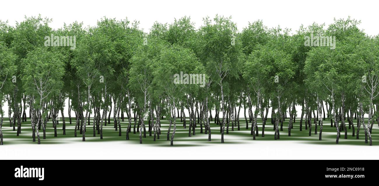 forest line, trees in the forest with grass and fallen leaves, isolated ...