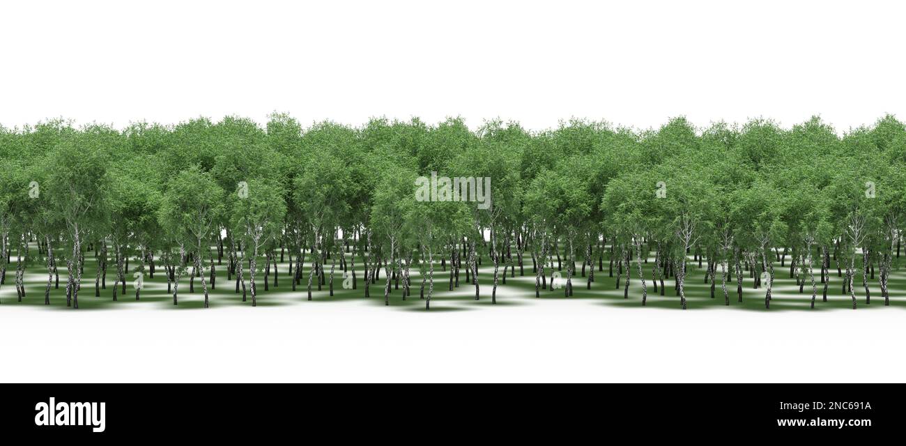 forest line, trees in the forest with grass and fallen leaves, isolated ...