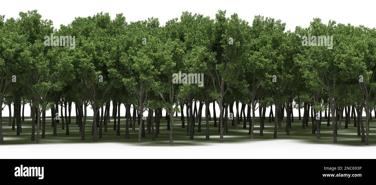 forest line, trees in the forest with grass and fallen leaves, isolated ...