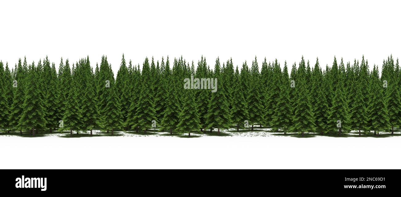 forest line, trees in the forest with grass and fallen leaves, isolated ...