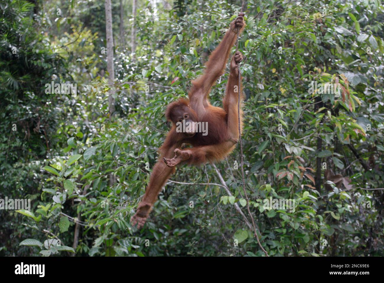 In this Sunday, Jan. 9, 2011 photo, a recently-released orangutan ...