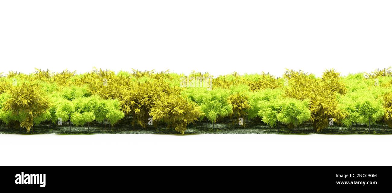 forest line, trees in the forest with grass and fallen leaves, isolated ...