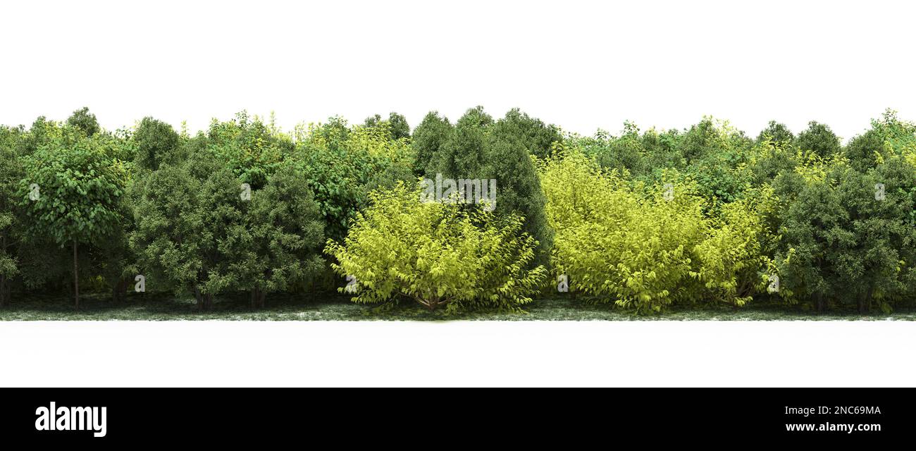 forest line, trees in the forest with grass and fallen leaves, isolated ...