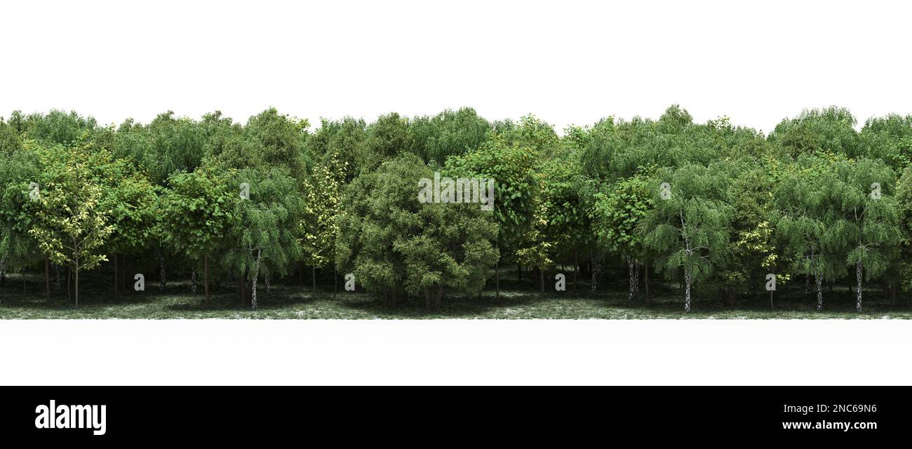 forest line, trees in the forest with grass and fallen leaves, isolated ...