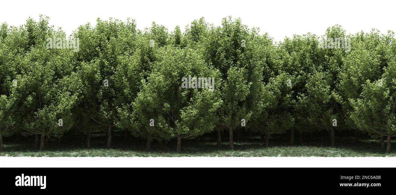 forest line, trees in the forest with grass and fallen leaves, isolated ...